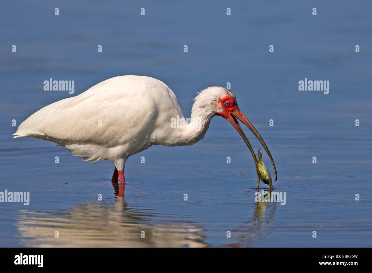 white ibis (Eudocimus albus), eating a crab, USA, Florida, Sanibel ...