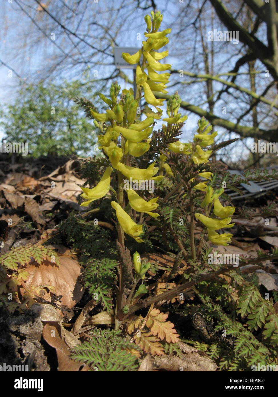 Fernleaf Corydalis (Corydalis cheilanthifolia), blooming Stock Photo ...