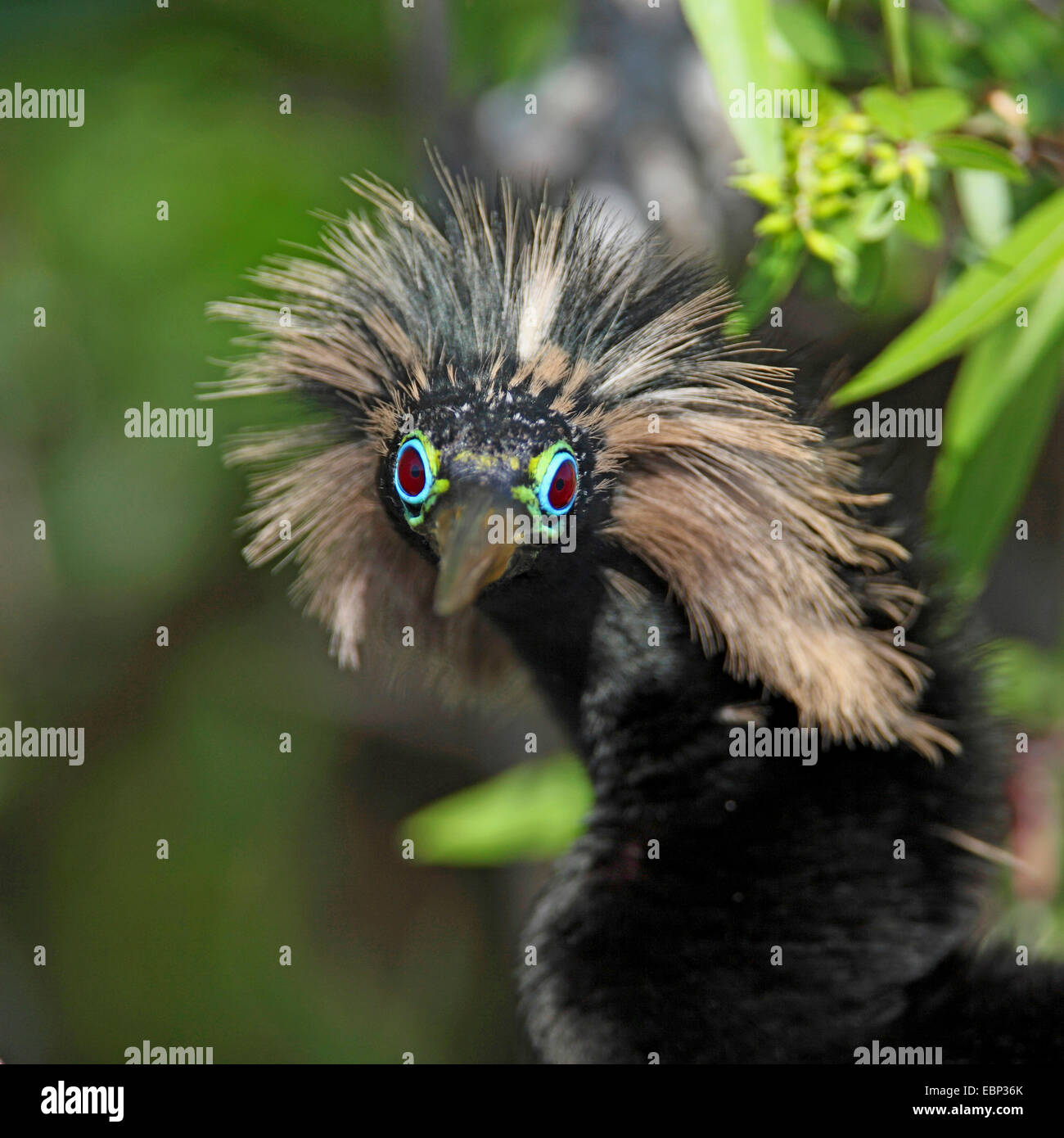American darter (Anhinga anhinga), male, portrait, USA, Florida ...