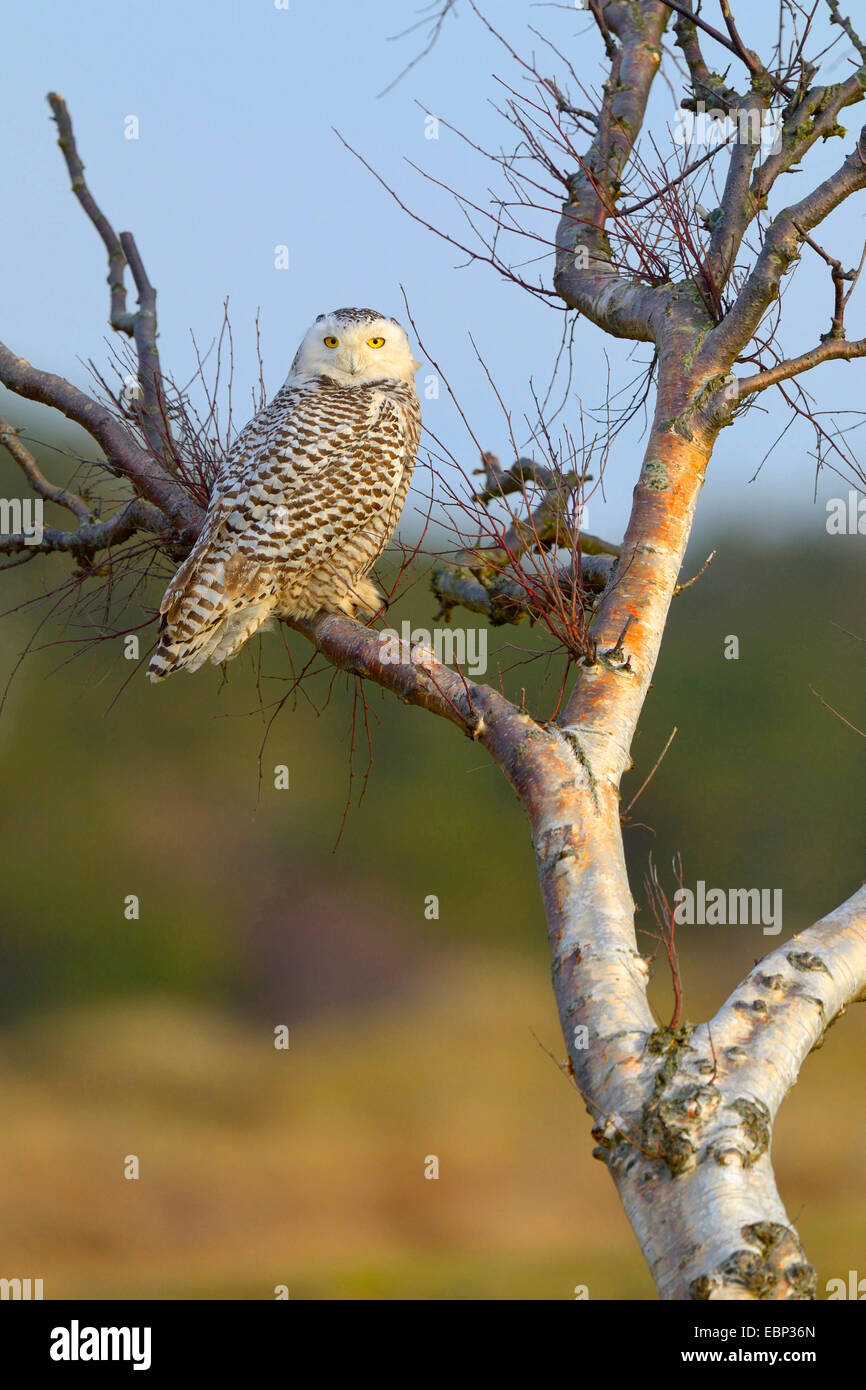Female on snowy branch hi-res stock photography and images - Alamy