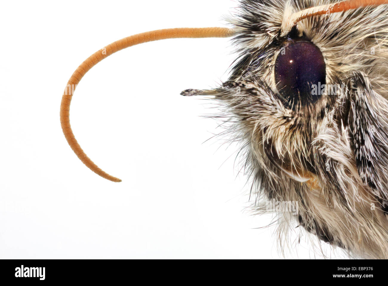 Head and mouthparts of lepidoptera hi-res stock photography and images ...
