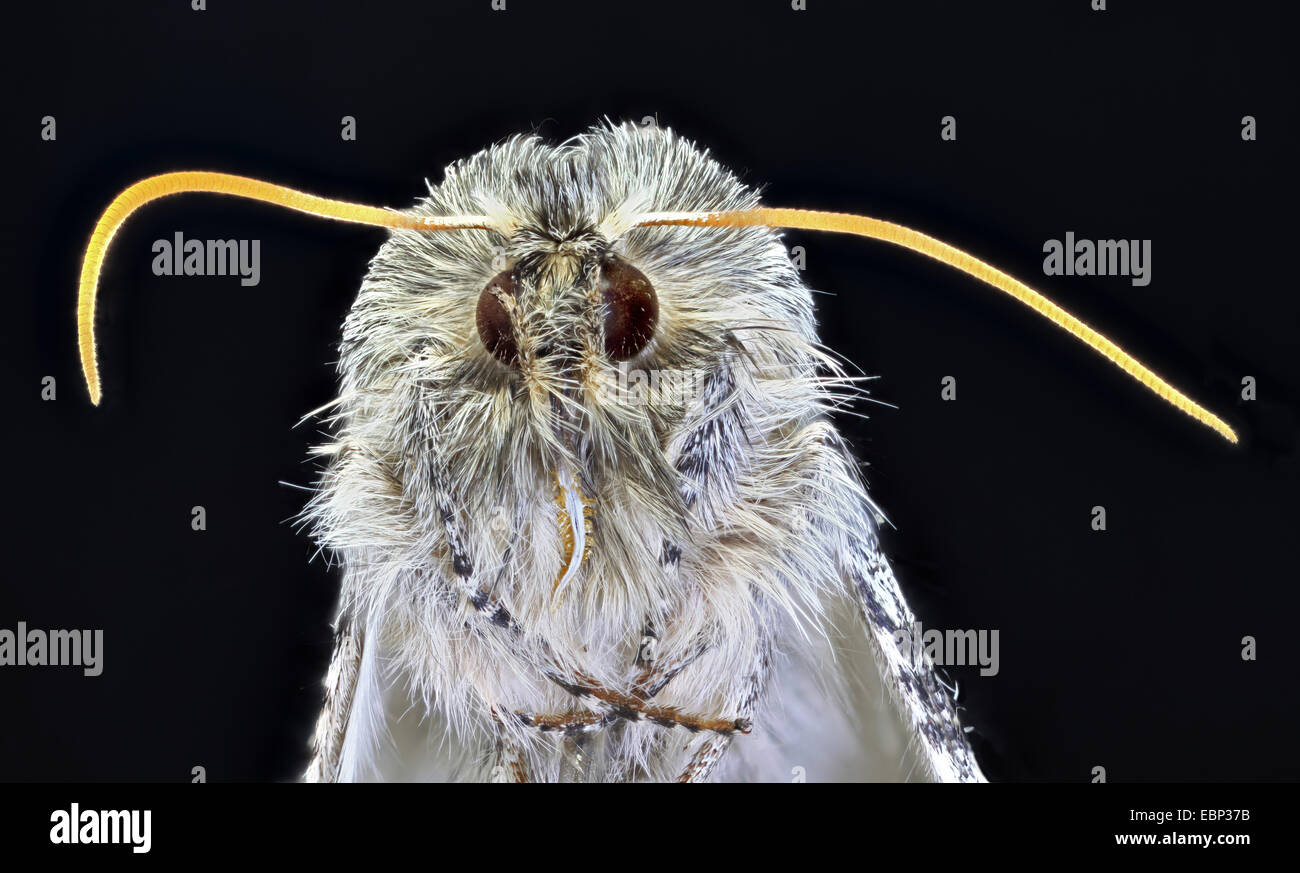 macro shot of the head of a moth Stock Photo - Alamy