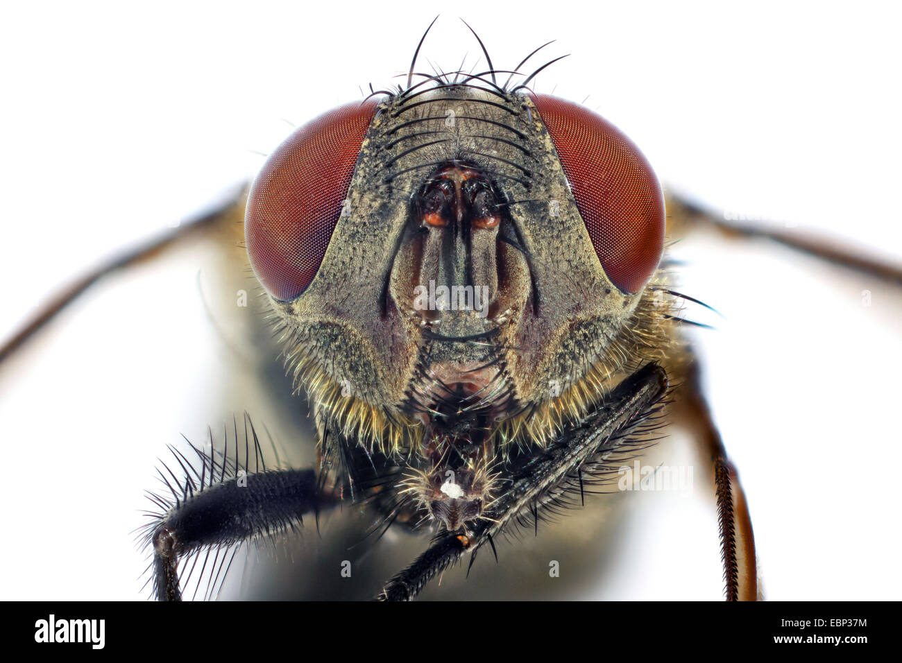 Brow head hi-res stock photography and images - Alamy