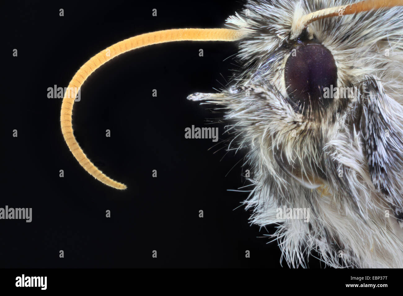 Head and mouthparts of lepidoptera hi-res stock photography and images ...