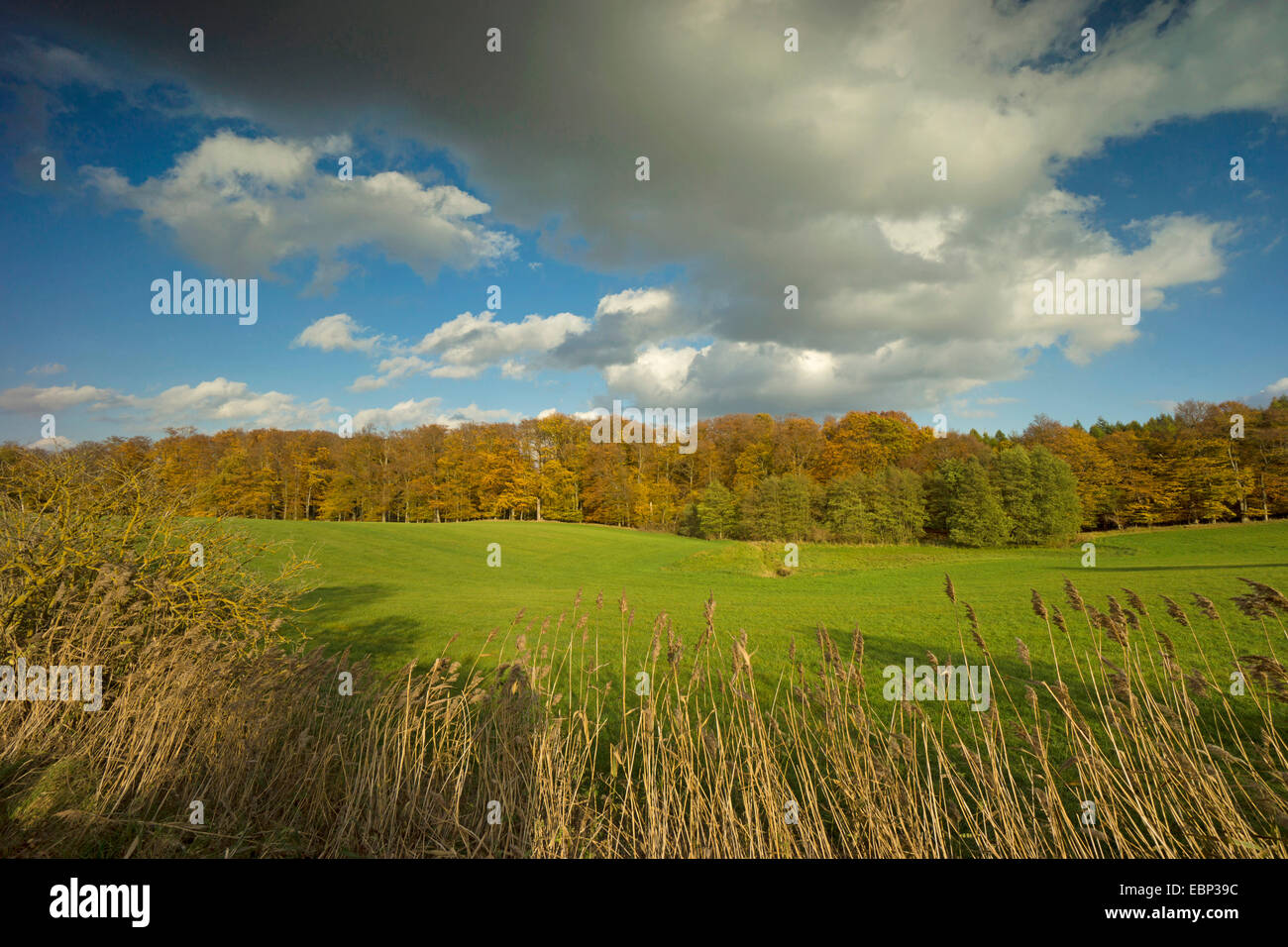 Germany brandenburg field scenery hi-res stock photography and images ...