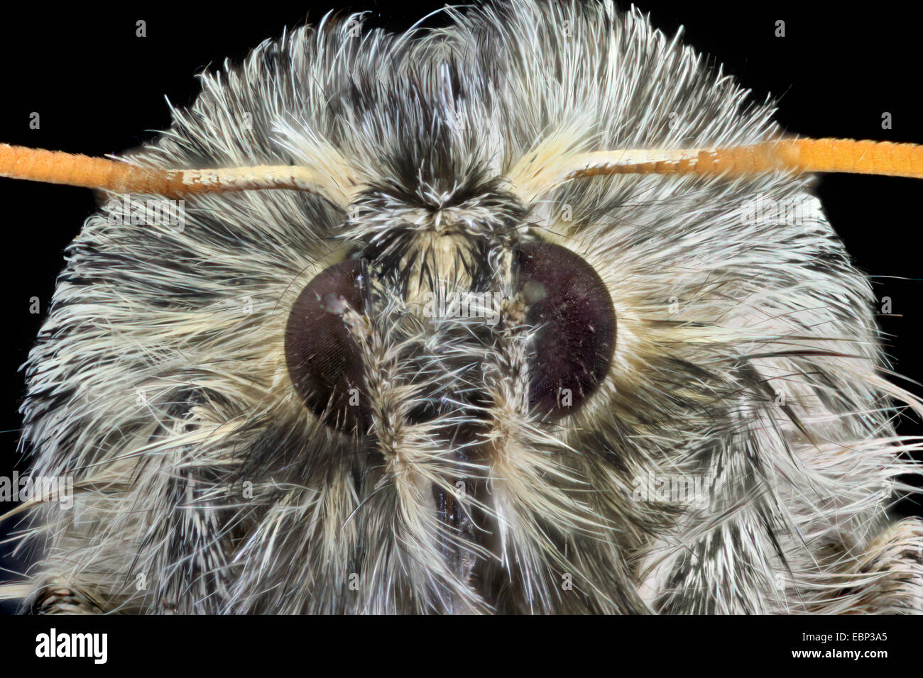 macro shot of the compound eyes of a moth Stock Photo - Alamy