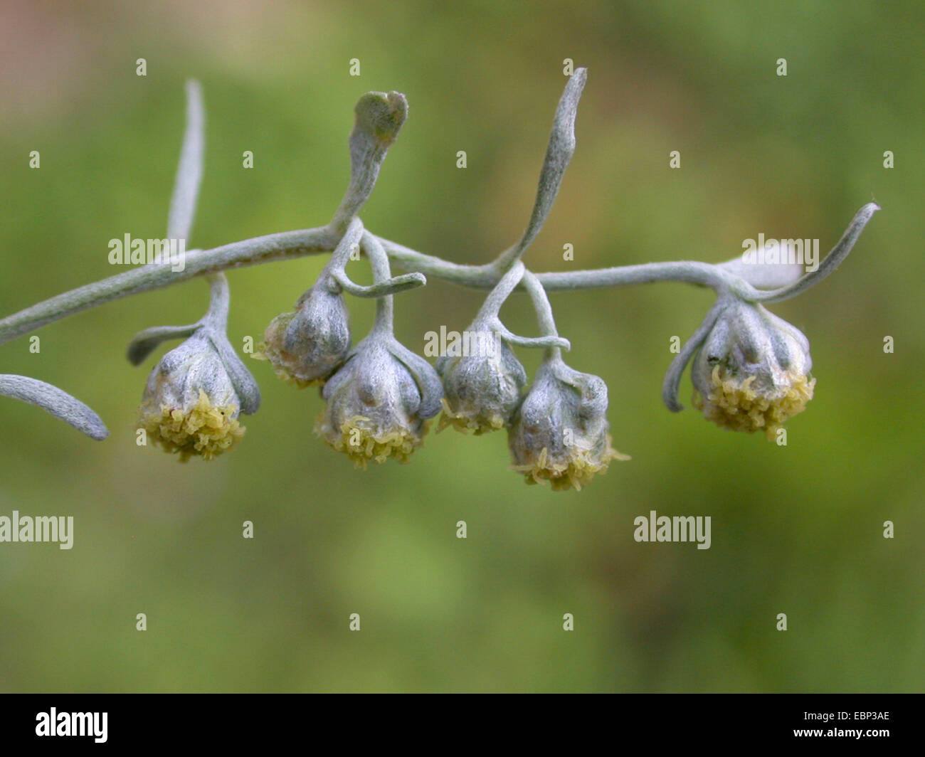 common wormwood, absinth wormwood, absinth sagewort (Artemisia ...