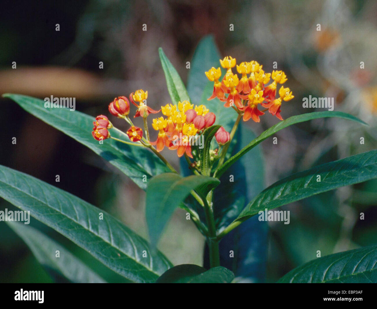Bloodflower (Asclepias curassavica.), blooming Stock Photo - Alamy