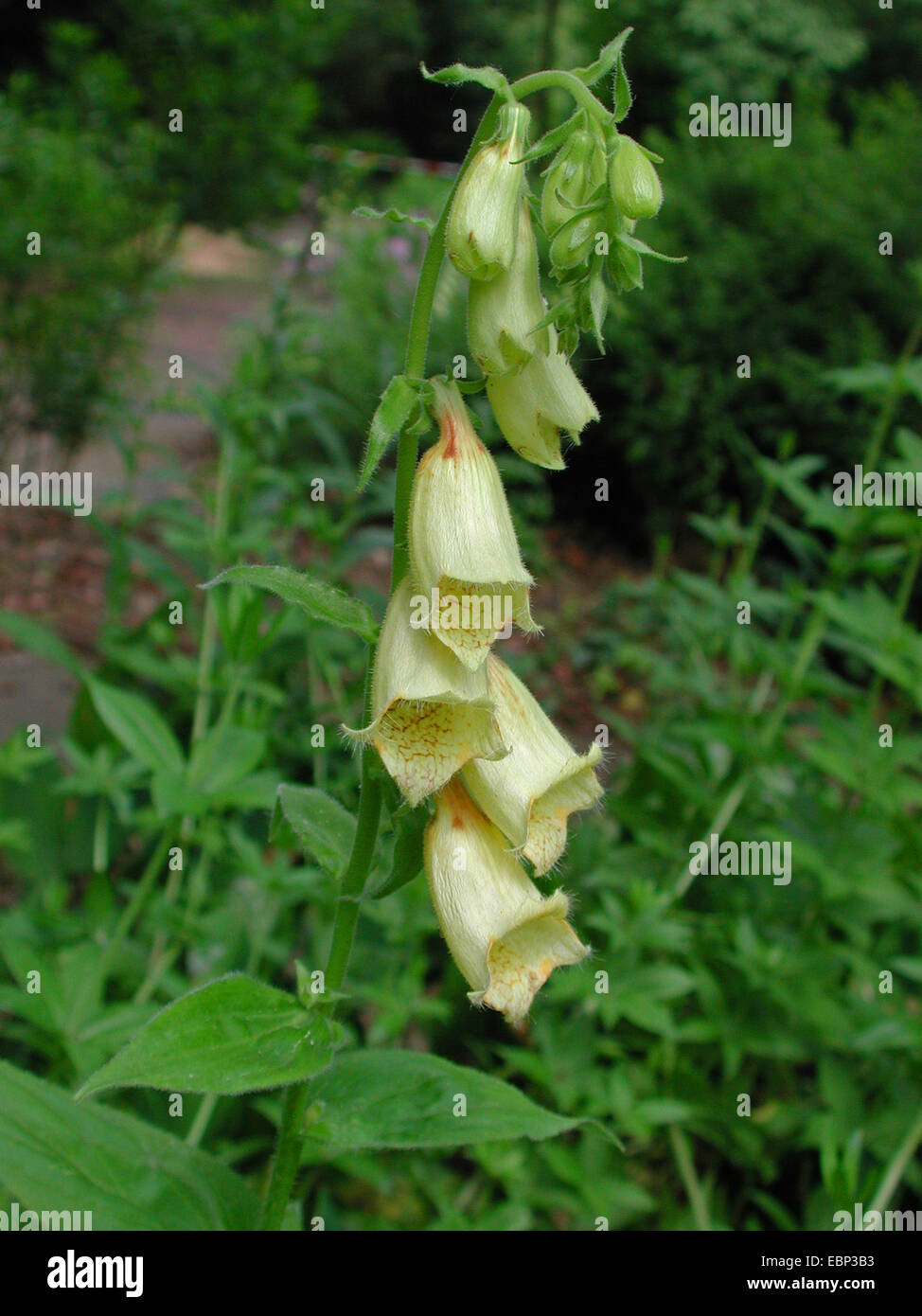 large yellow foxglove, yellow perennial foxglove (Digitalis grandiflora ...