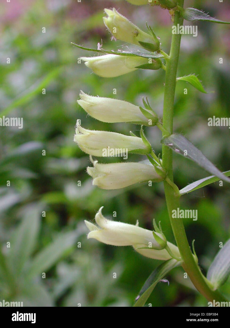 straw foxglove (Digitalis lutea), inflorescence, Germany Stock Photo ...