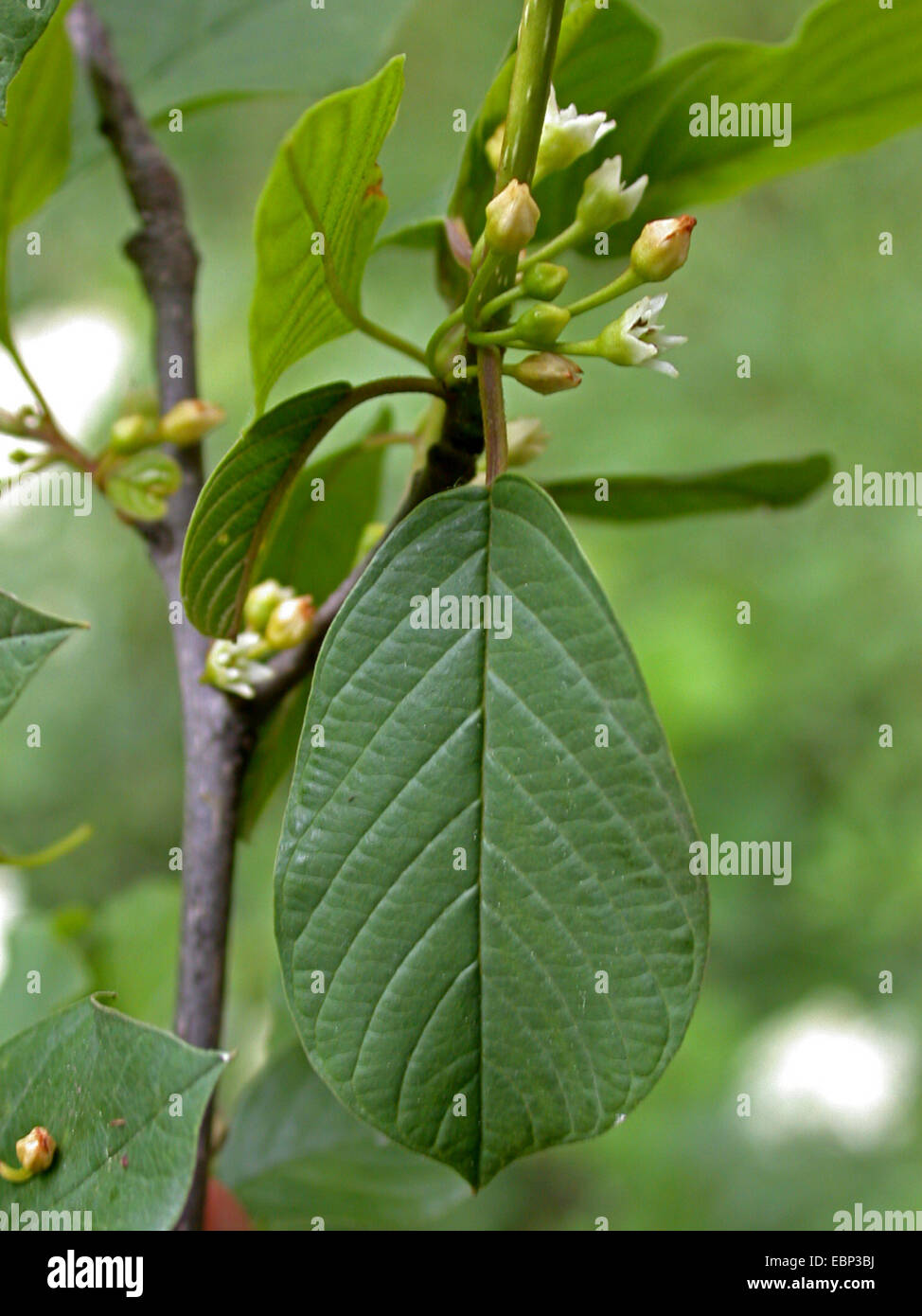 Alder buckthorn flower hi-res stock photography and images - Alamy