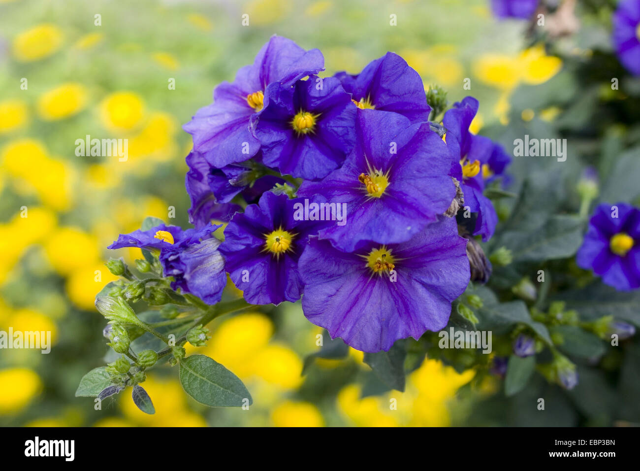 Solanum rantonnetii hi-res stock photography and images - Alamy