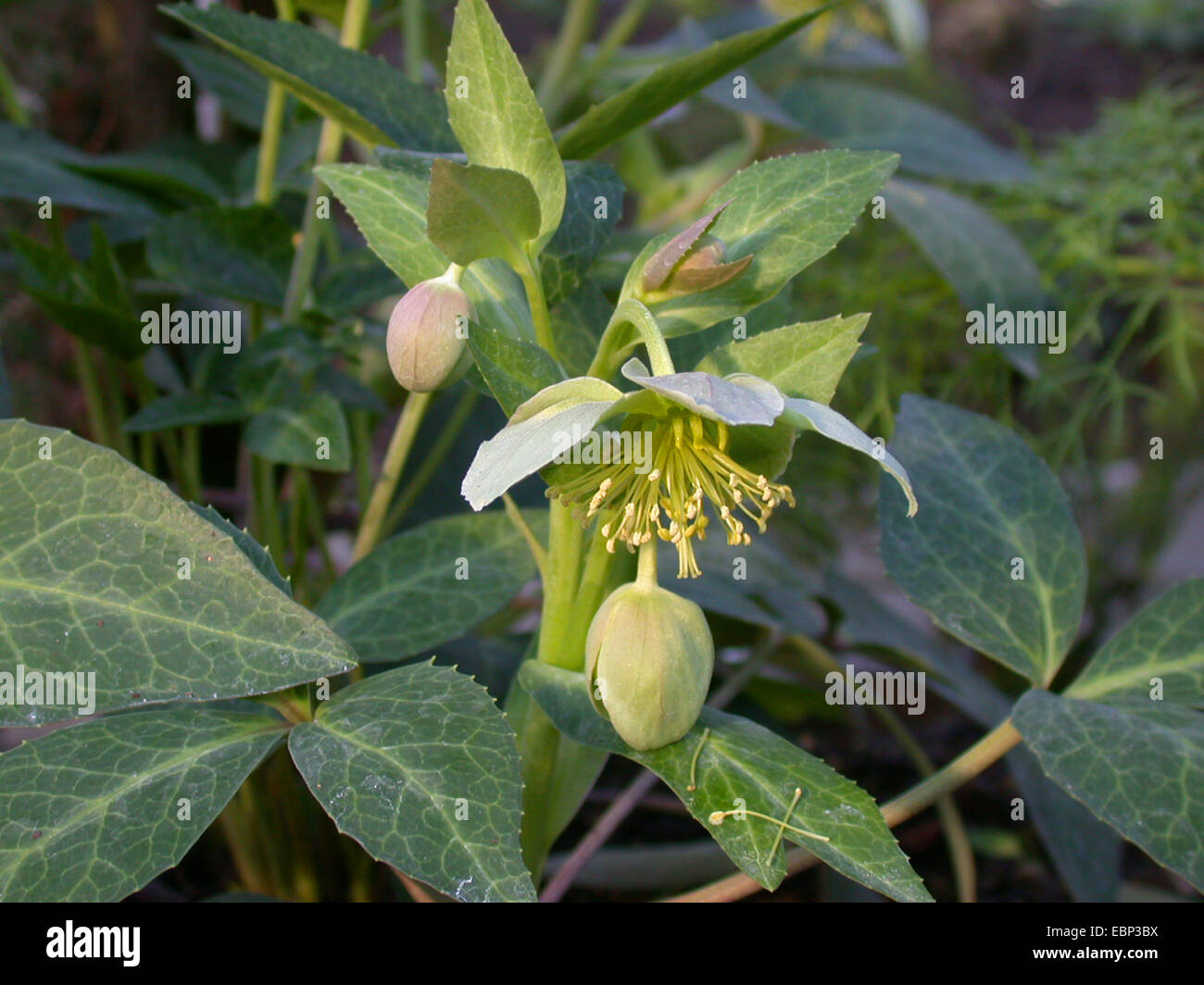 Majorcan hellebore (Helleborus lividus), blooming Stock Photo - Alamy