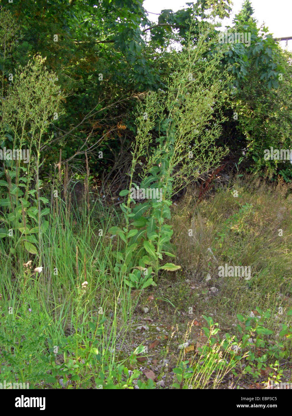 Great lettuce, Wild lettuce (Lactuca virosa), habit, Germany Stock ...