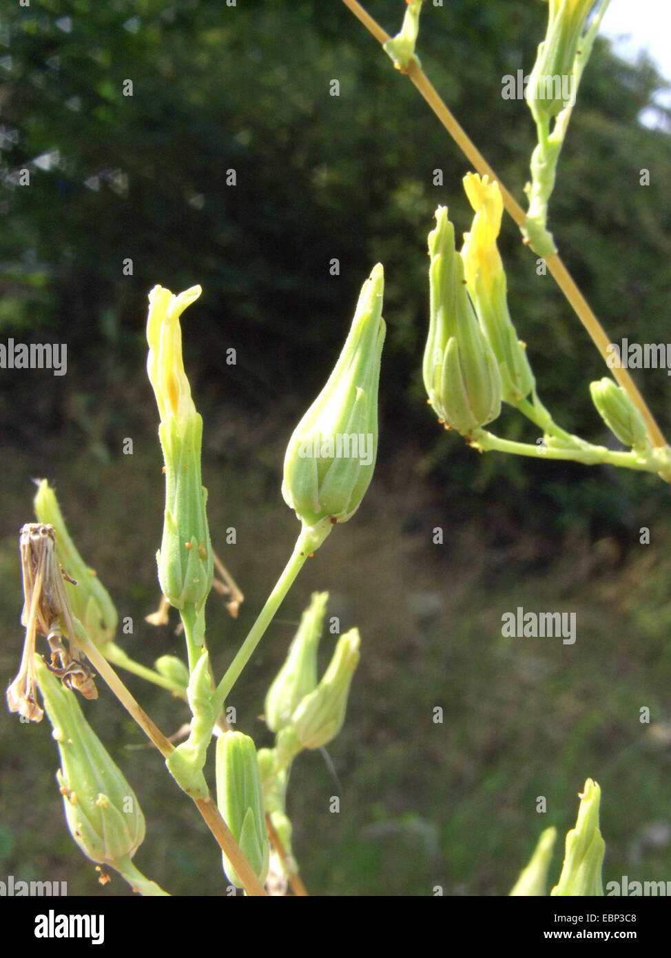 Lactuca virosa hi-res stock photography and images - Alamy