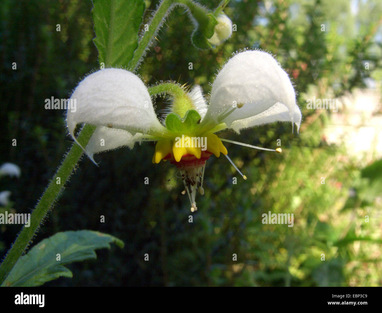 Loasaceae family hi-res stock photography and images - Alamy