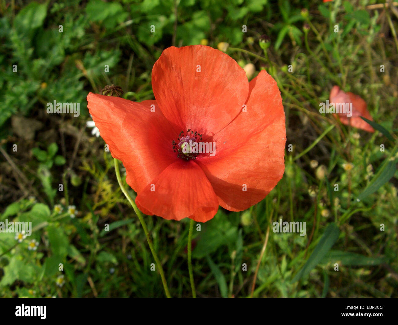 Common poppy, Corn poppy, Red poppy (Papaver rhoeas), flower, Germany ...