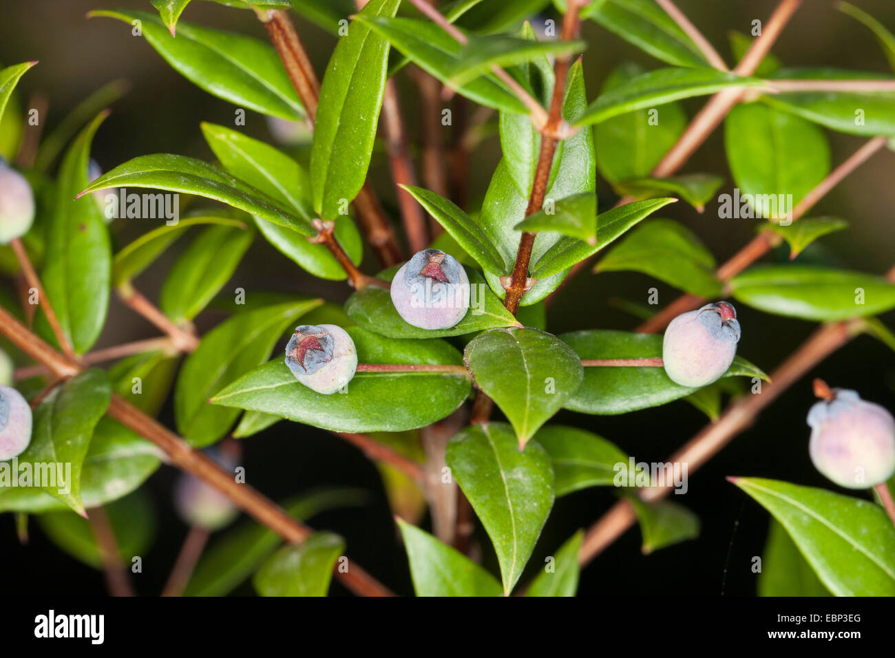 myrtle (Myrtus communis), fruits at the bush Stock Photo - Alamy