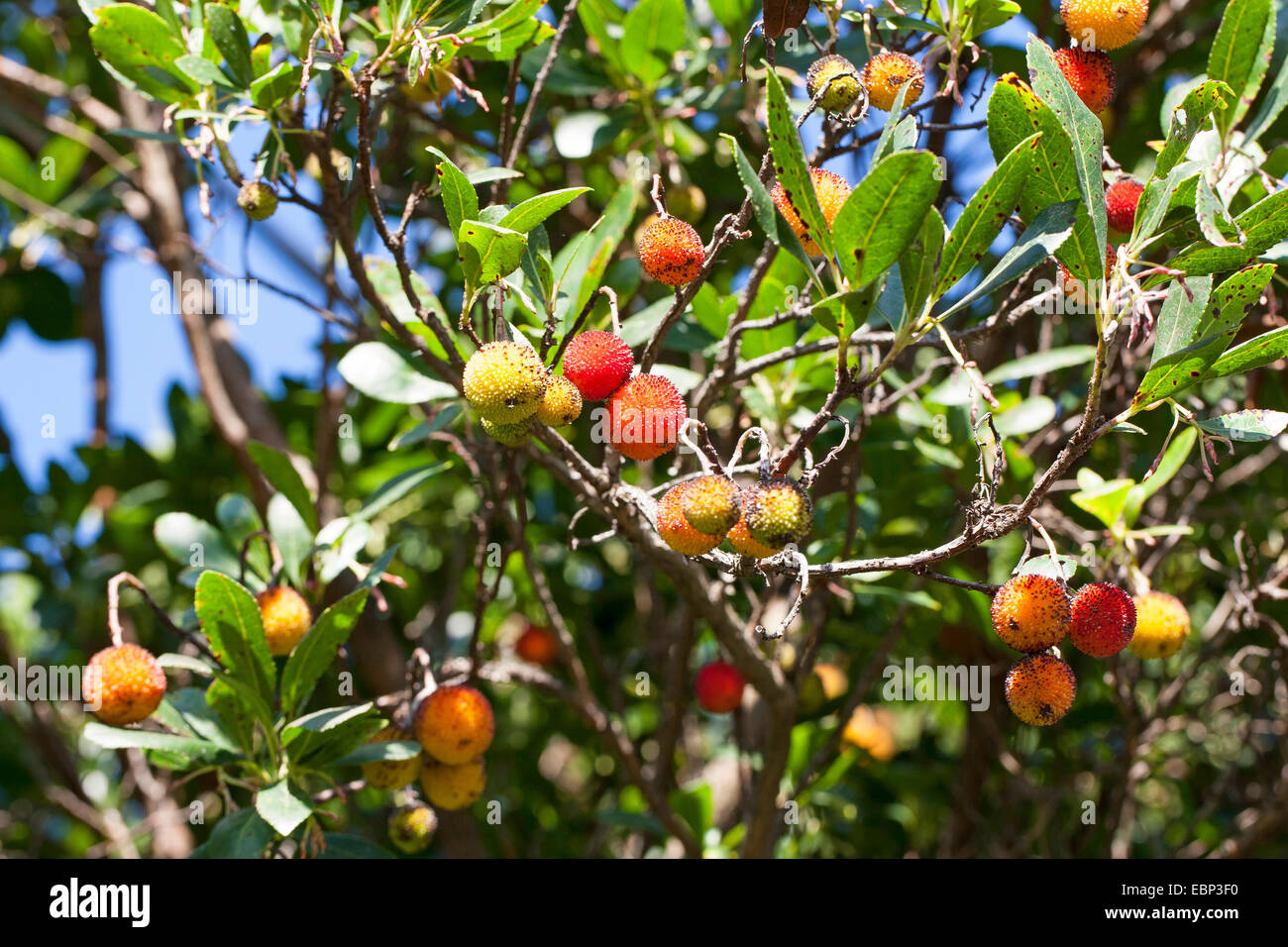 killarney strawberry tree (Arbutus unedo), ripe and immature fruits on ...