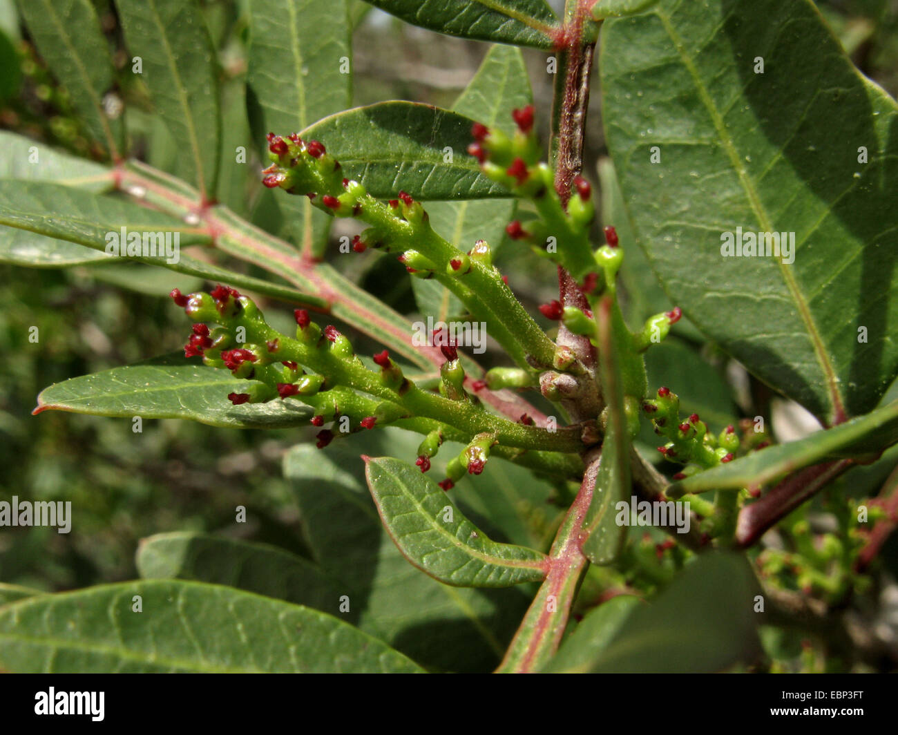 Mastic tree hi-res stock photography and images - Alamy