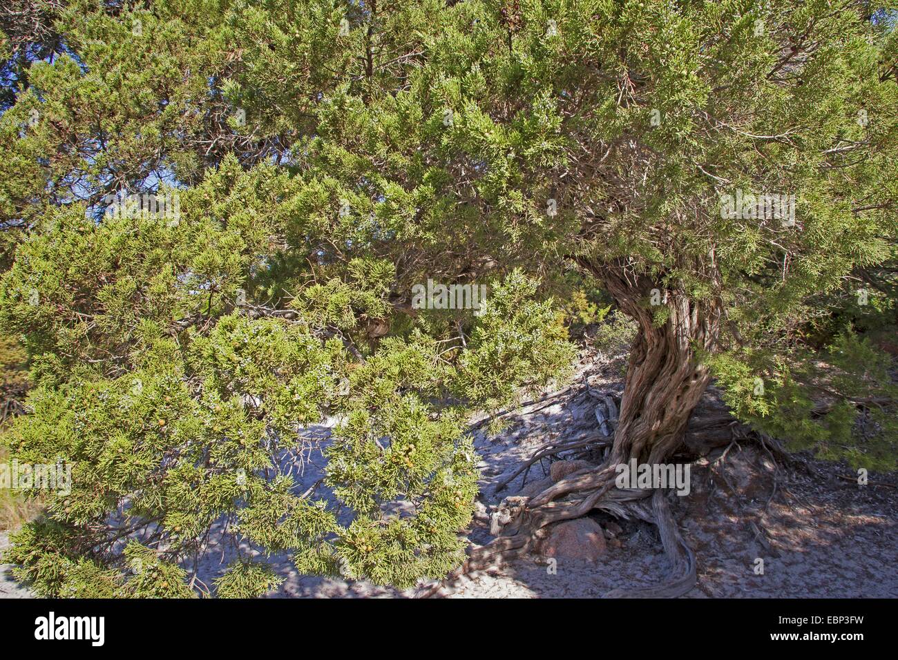 Phoenician juniper (Juniperus phoenicea turbinata, Juniperus turbinata ...