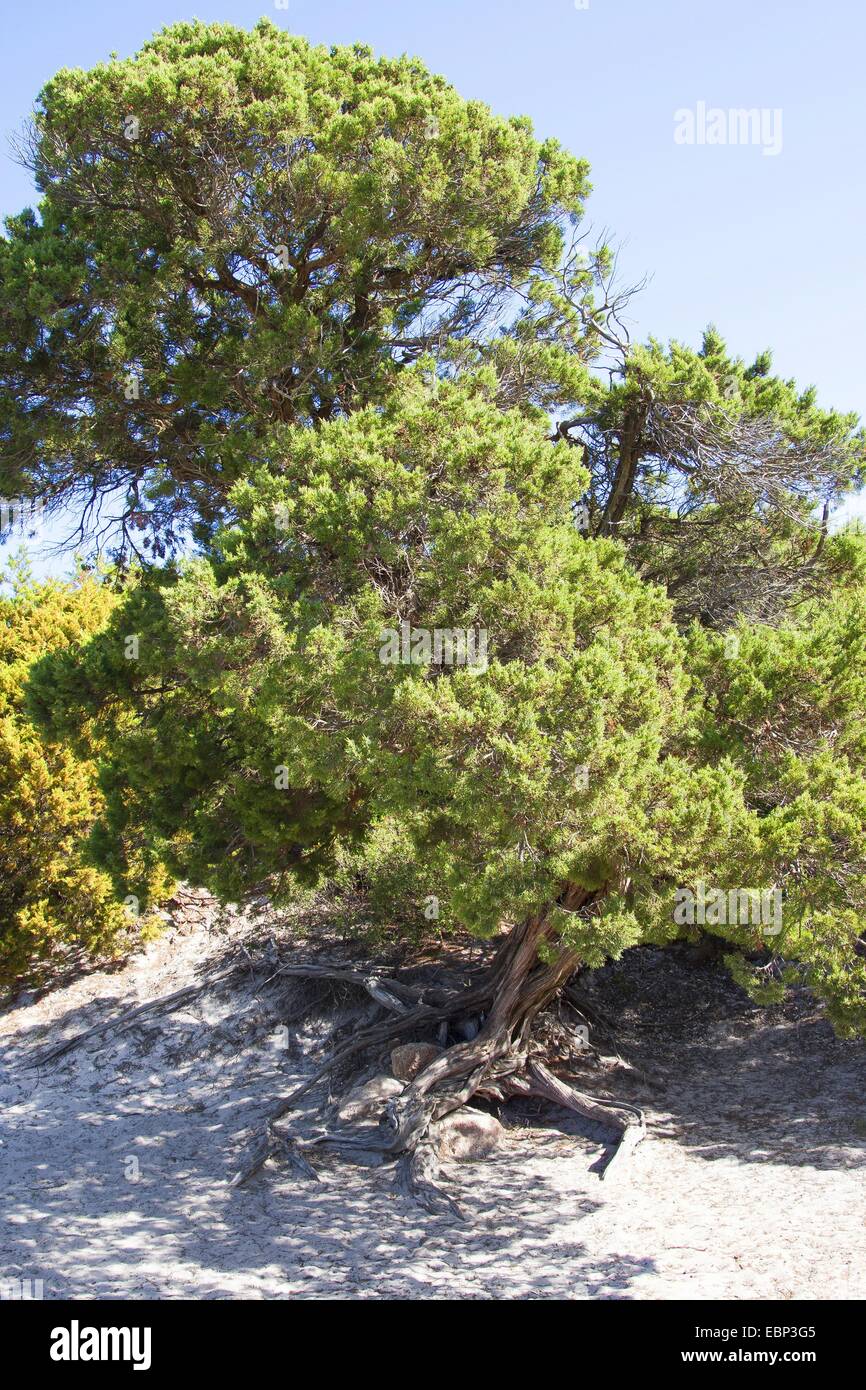 Phoenician juniper (Juniperus phoenicea turbinata, Juniperus turbinata ...