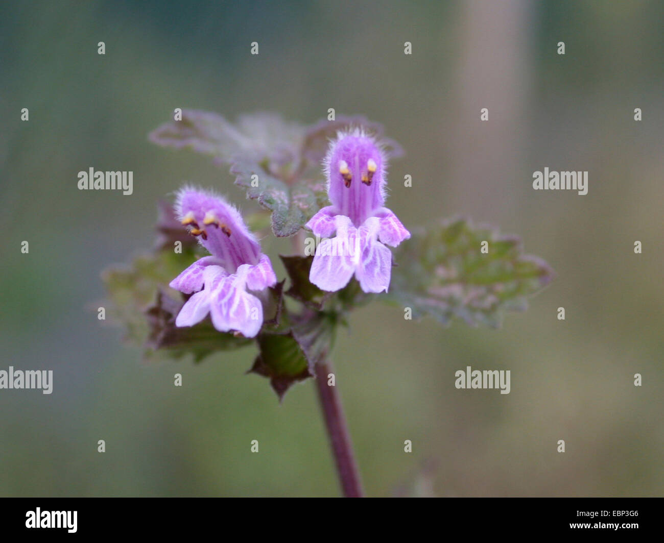 black horehound (Ballota nigra ssp. meridionalis, Ballota nigra ssp ...