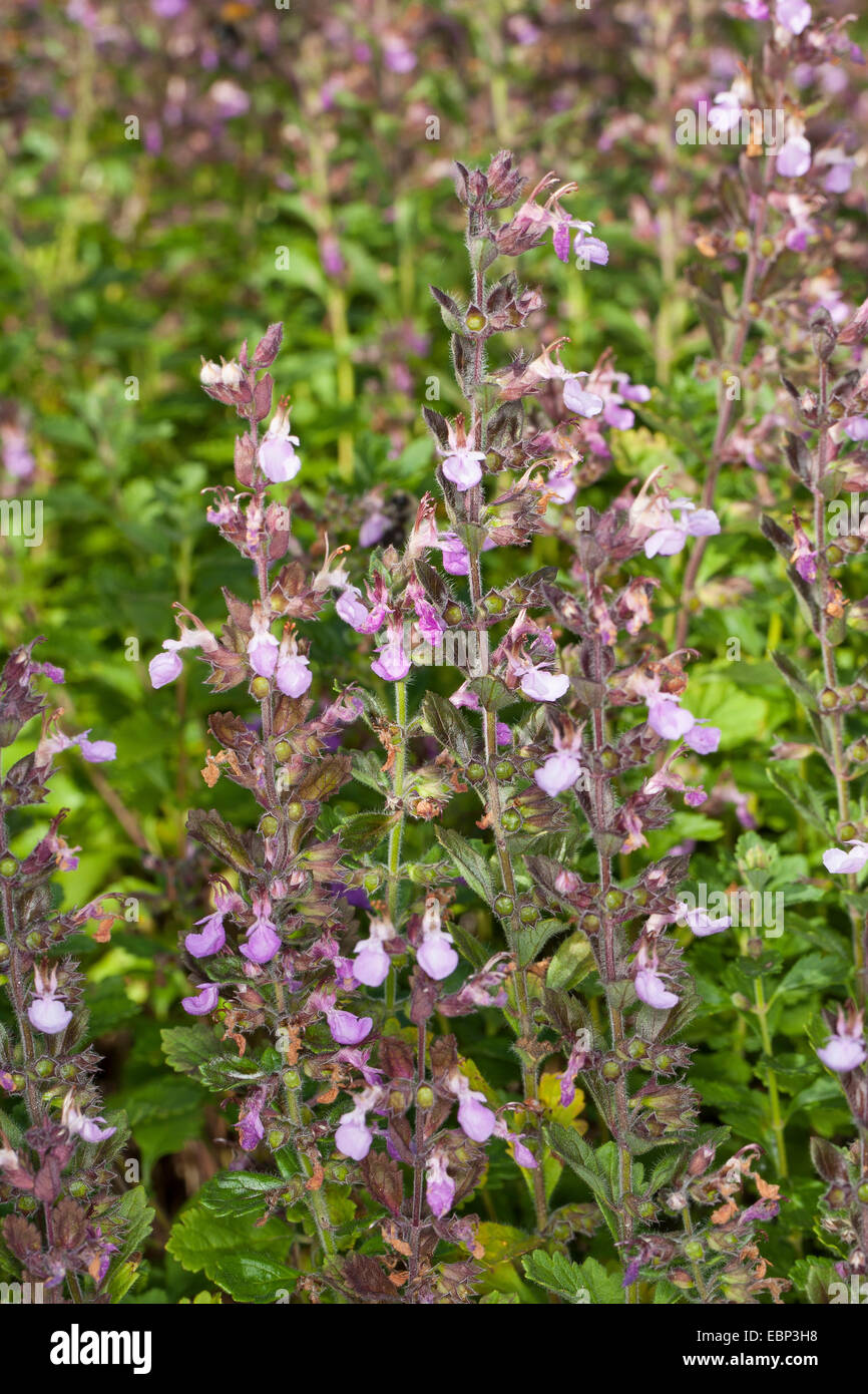 Teucrium Chamaedrys High Resolution Stock Photography and Images - Alamy