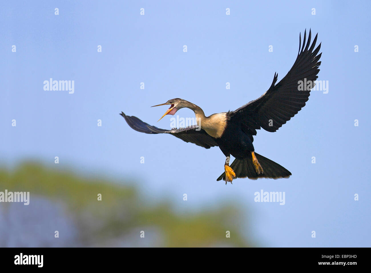 Blue darter hi-res stock photography and images - Alamy