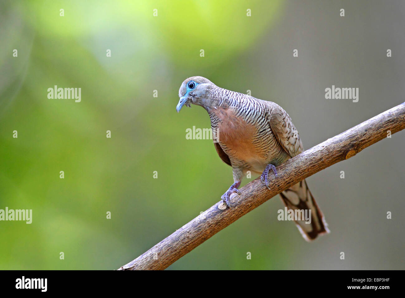 Zebra Doves High Resolution Stock Photography and Images - Alamy