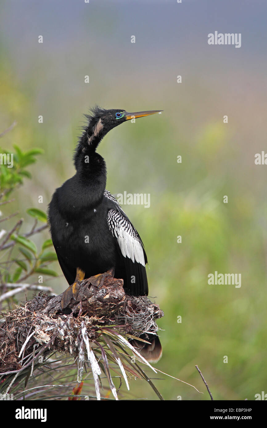 American darter (Anhinga anhinga), male sits on a bromelia, USA ...