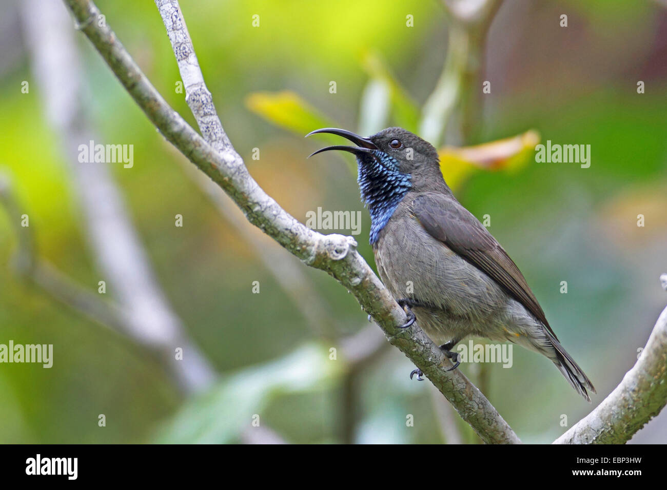 Seychelles Sunbird (Cinnyris dussumieri), singing male, Seychelles ...