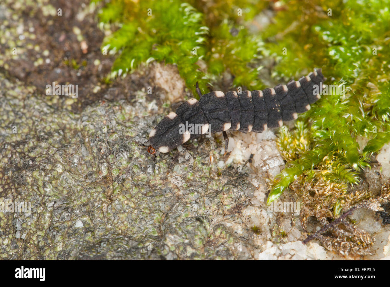 Glow worm beetle hi-res stock photography and images - Alamy