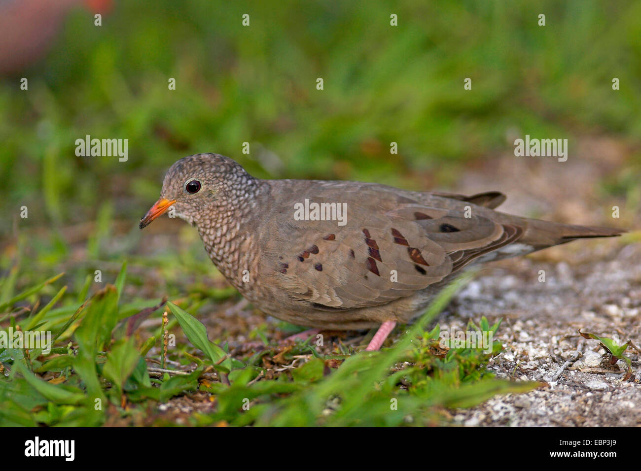 Common Ground Dove (Columbina passerina), in a meadow, USA, Florida ...
