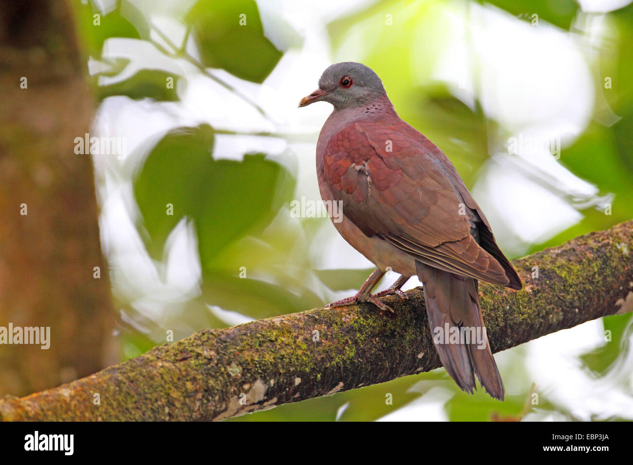 Madagascar turtle dove (Streptopelia picturata), sitting on a branch ...