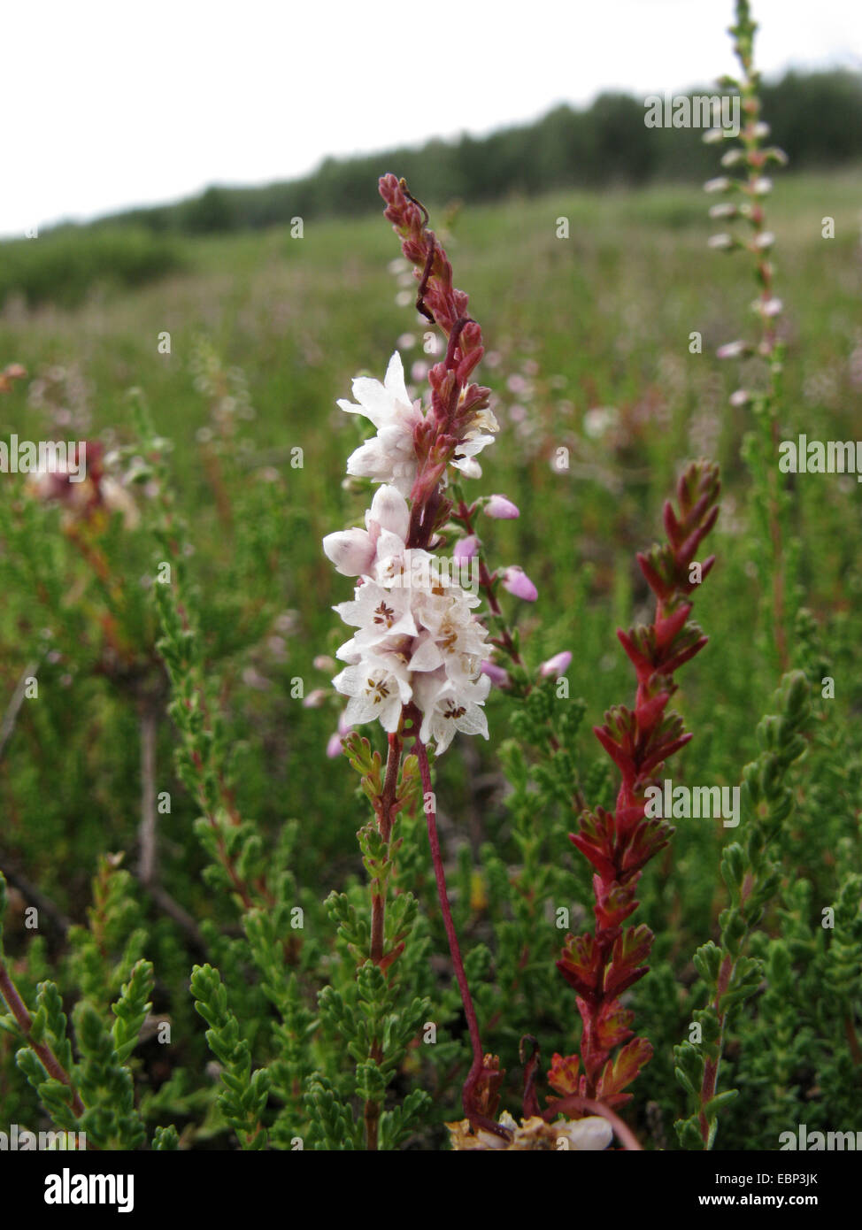 dodder, clover doddler (Cuscuta epithymum), parasite on Calluna ...