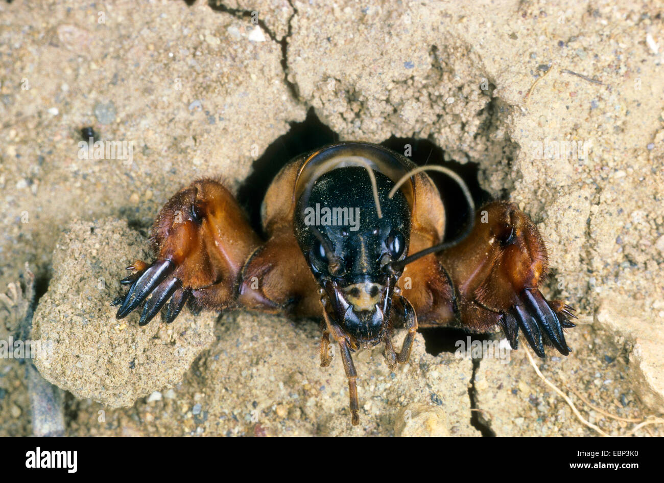 Mole cricket burrow hi-res stock photography and images - Alamy
