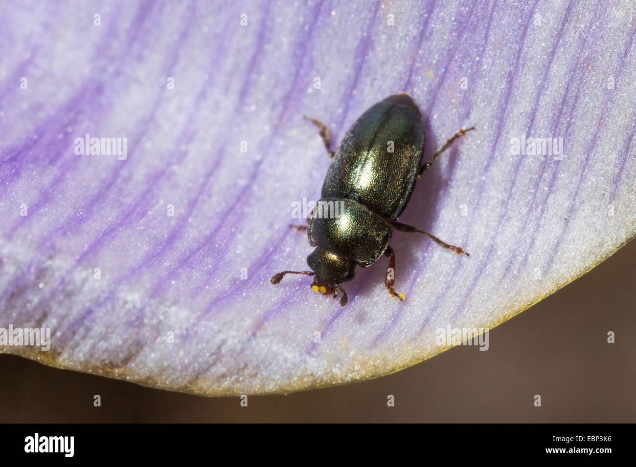 Pollen beetle (Meligethes aeneus, Brassicogethes aeneus), sits on the ...