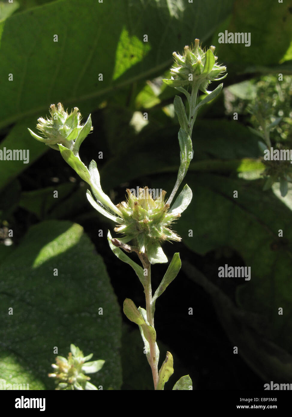 Broad-leaved cudweed (Filago pyramidata), inflorescence, Germany Stock ...