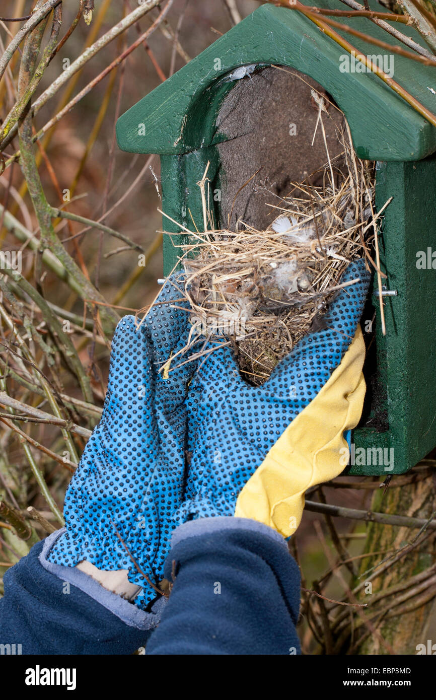 Cleaning nest box nesting box birds hi-res stock photography and images ...