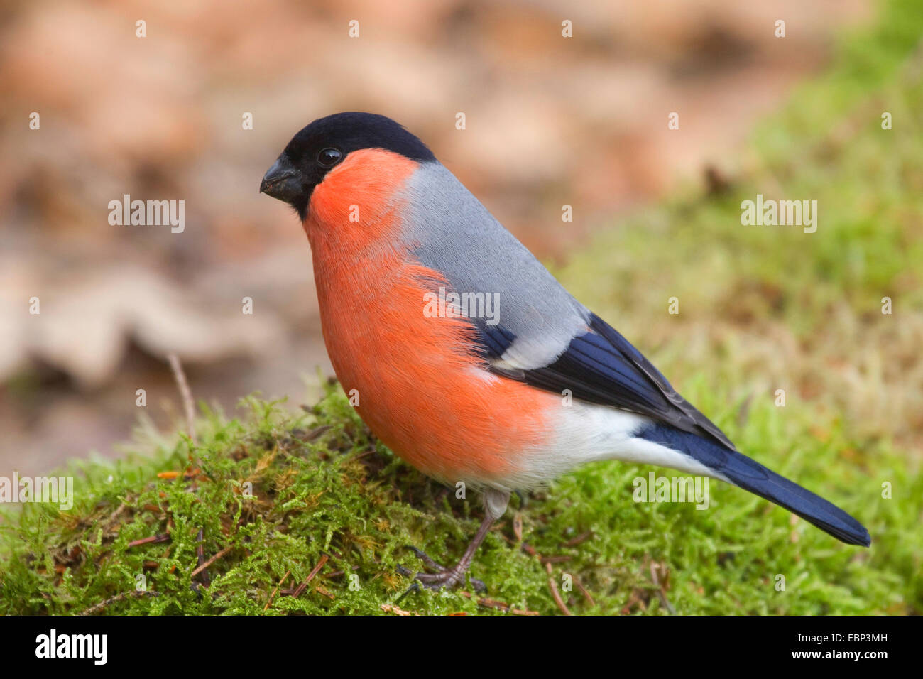 Bullfinch adults hi-res stock photography and images - Alamy