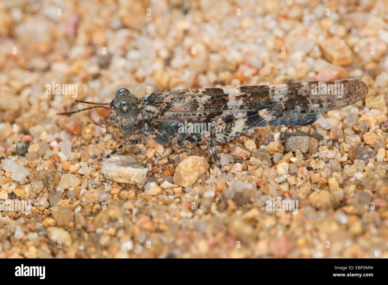 Blue-winged Grasshopper (Sphingonotus spec.), on stony ground Stock ...