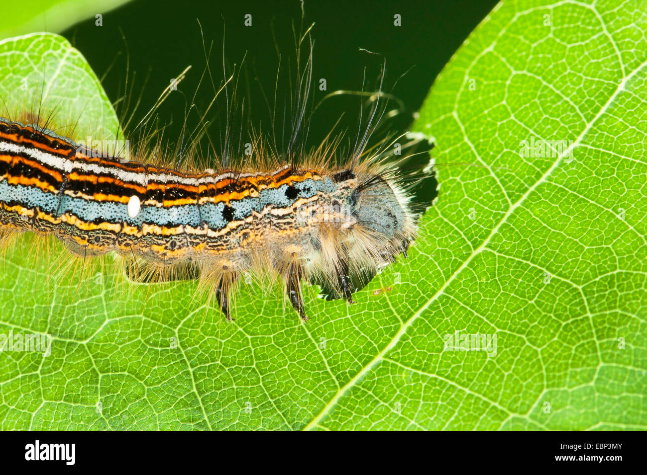 Lackey Moths High Resolution Stock Photography and Images - Alamy