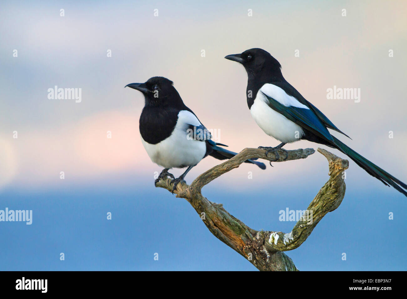 Two magpies hi-res stock photography and images - Alamy