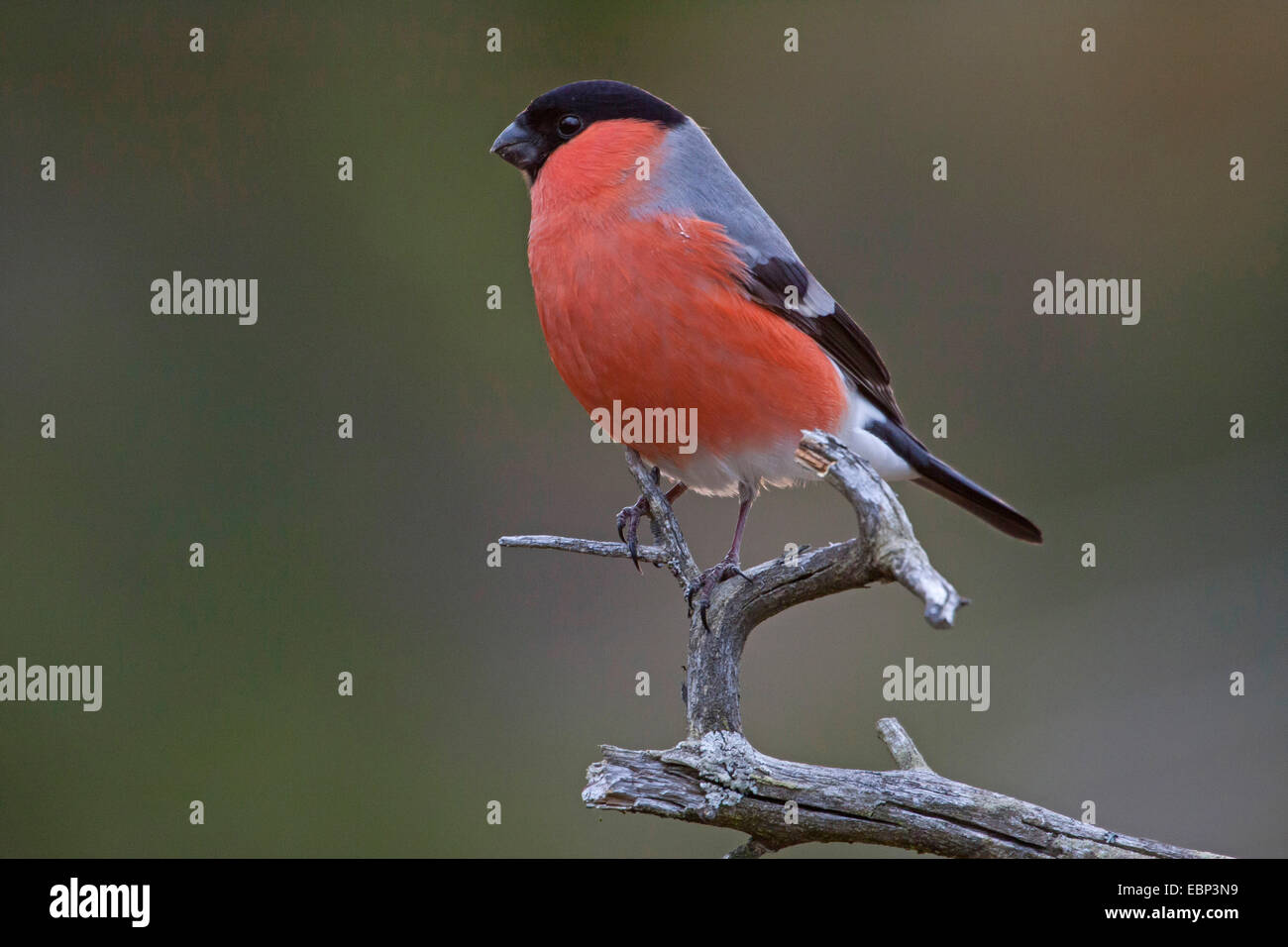 Northern bullfinches hi-res stock photography and images - Alamy