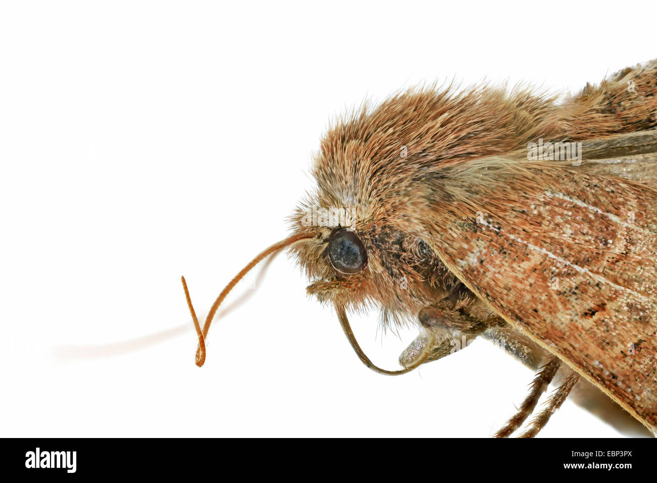 Head and mouthparts of lepidoptera hi-res stock photography and images ...