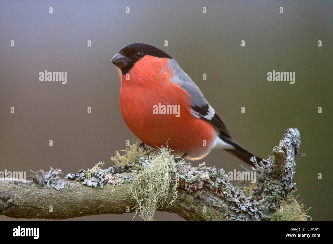 Northern bullfinches hi-res stock photography and images - Alamy
