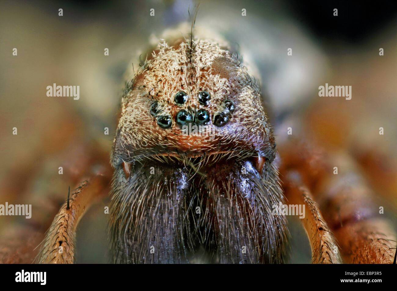 giant European house spider, giant house spider, larger house spider ...