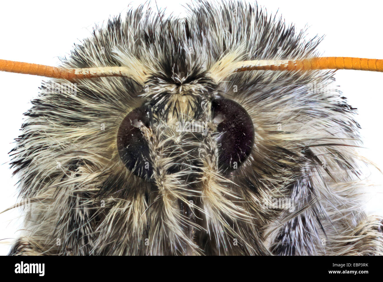 macro shot of the compound eyes of a moth Stock Photo - Alamy