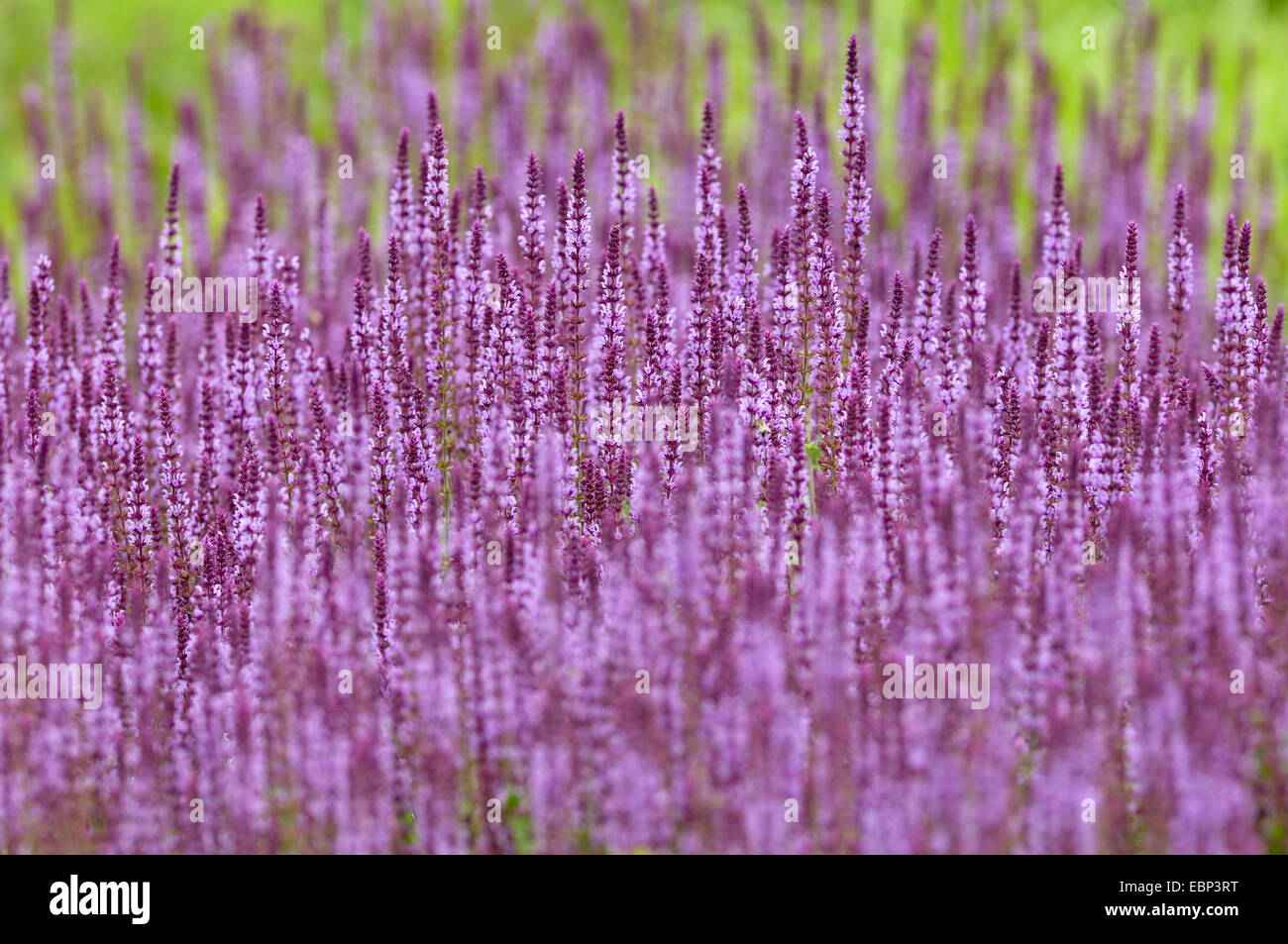 Wood sage bed beds blooming hi-res stock photography and images - Alamy